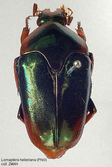 Papua Insects Foundation (Coleoptera/Scarabaeidae)